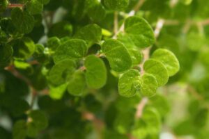 How to Grow and Care for Baby’s Tears | Gardener’s Path