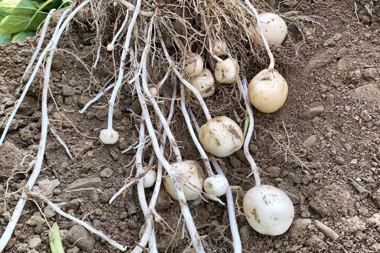 19 of the Best White Potato Varieties to Grow at Home