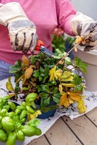 When and How to Prune Hellebores | Gardener’s Path