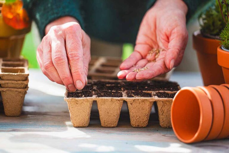 11 Must-Have Supplies for Starting Seeds | Gardener’s Path