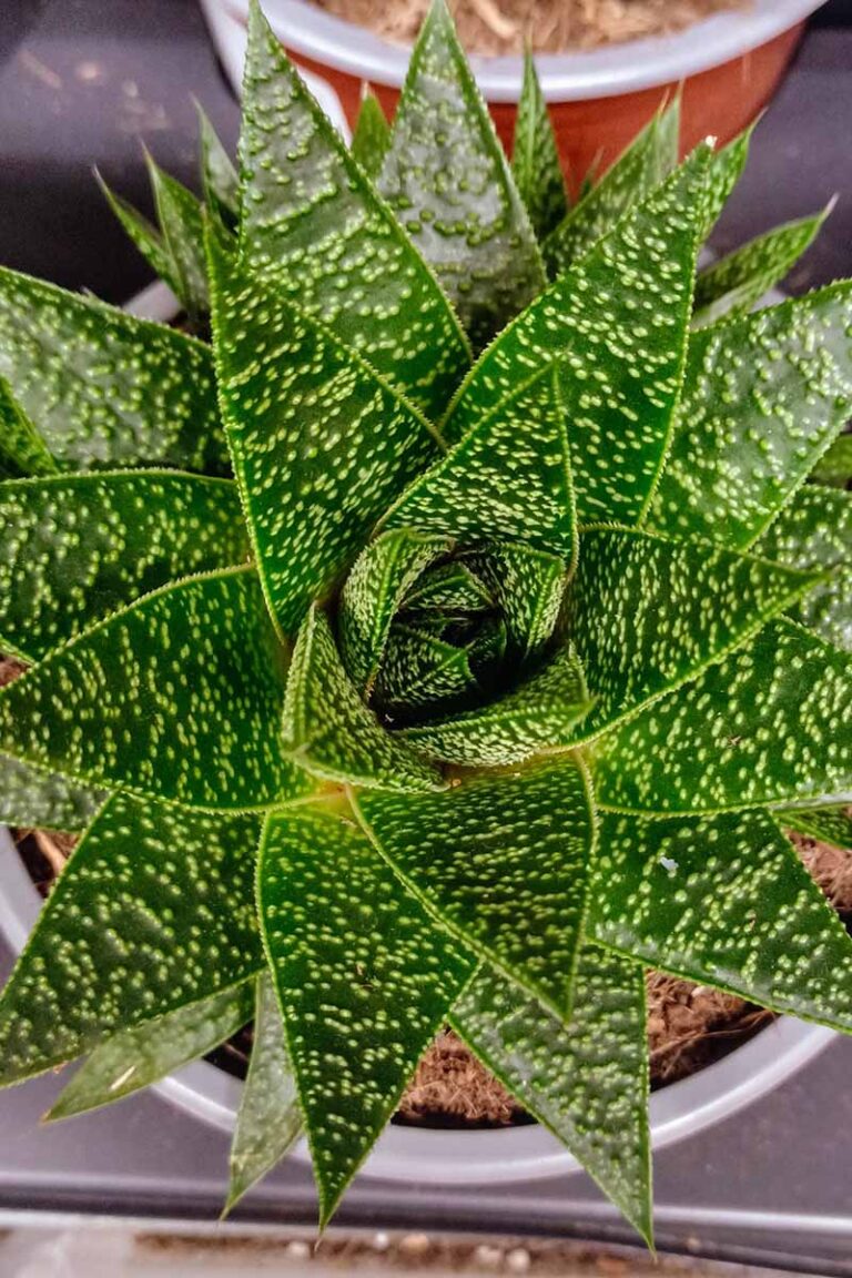 23 of the Best Types of Gasteria Succulents | Gardener’s Path