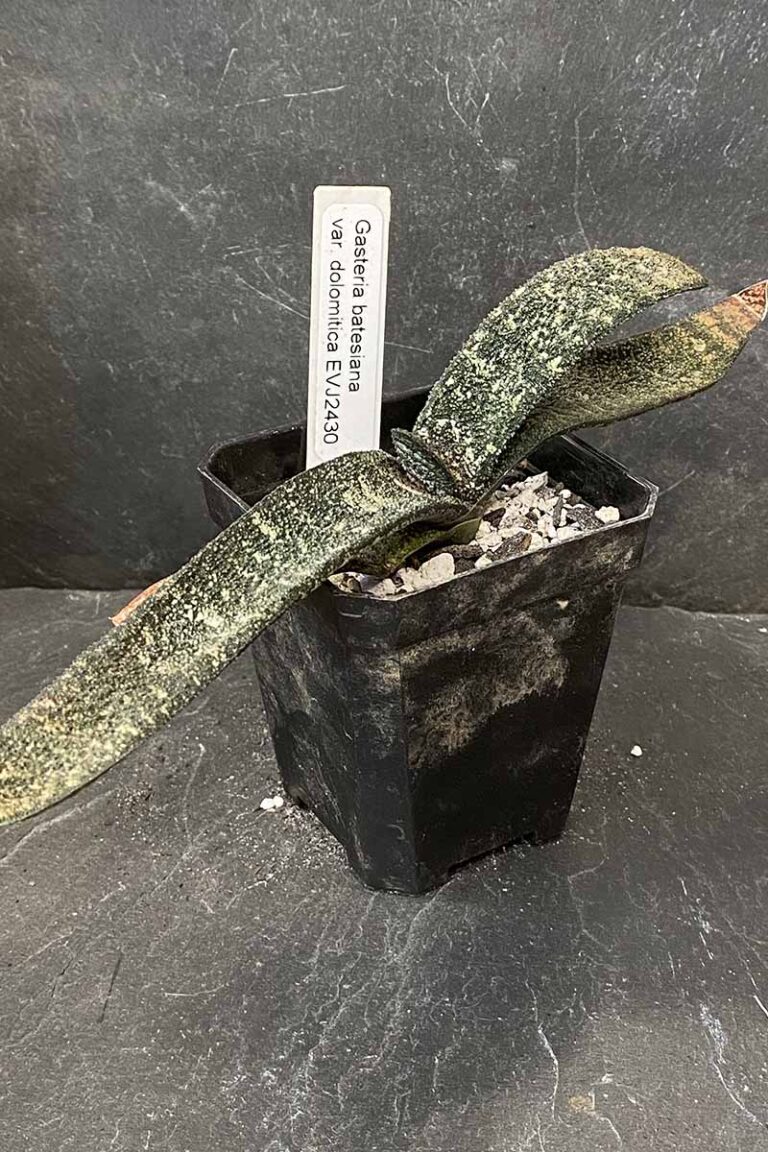 23 of the Best Types of Gasteria Succulents | Gardener’s Path