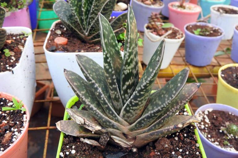 23 of the Best Types of Gasteria Succulents | Gardener’s Path