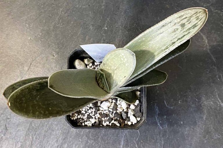23 of the Best Types of Gasteria Succulents | Gardener’s Path