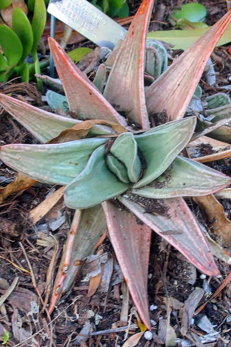 23 of the Best Types of Gasteria Succulents | Gardener’s Path