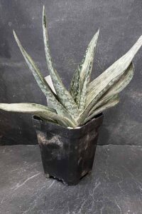 23 of the Best Types of Gasteria Succulents | Gardener’s Path