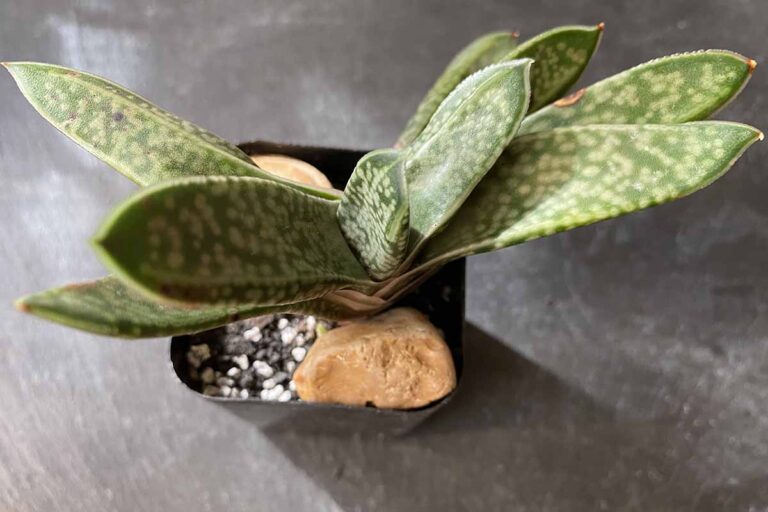 23 of the Best Types of Gasteria Succulents | Gardener’s Path