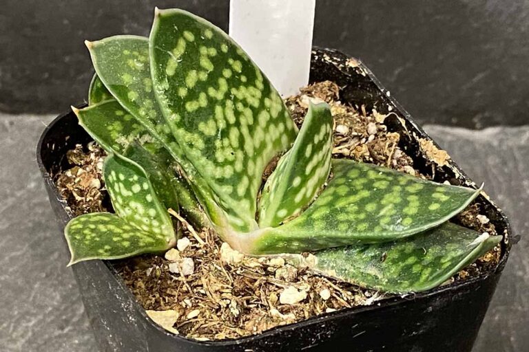 23 of the Best Types of Gasteria Succulents | Gardener’s Path