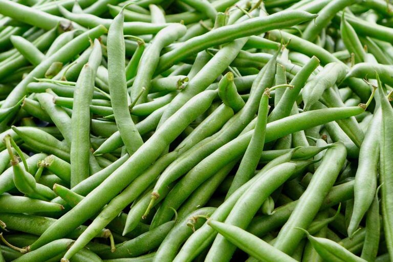 Tips for Growing Green Beans in Fall | Gardener's Path