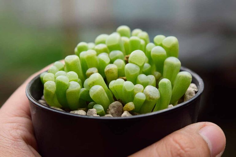 How to Grow and Care for Baby Toes Succulents | Gardener’s Path