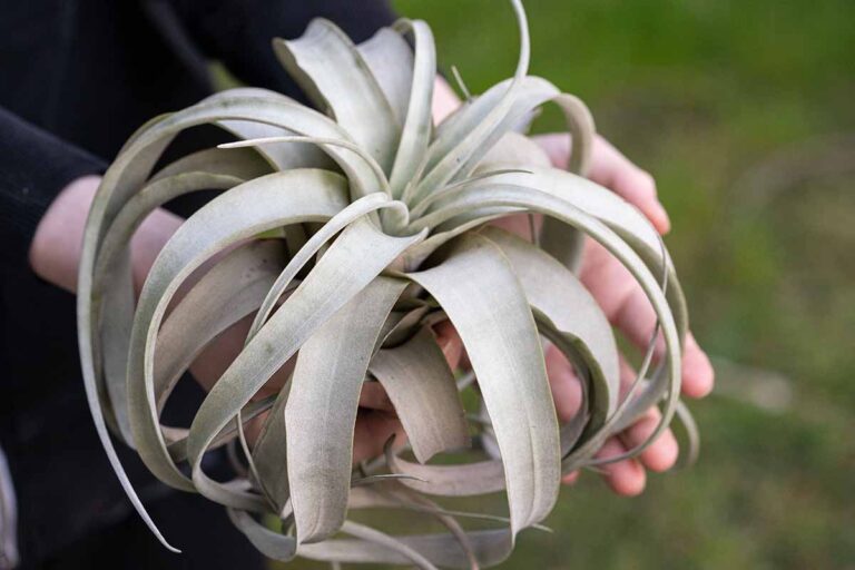 How to Grow Tillandsia Xerographica Air Plants | Gardener’s Path