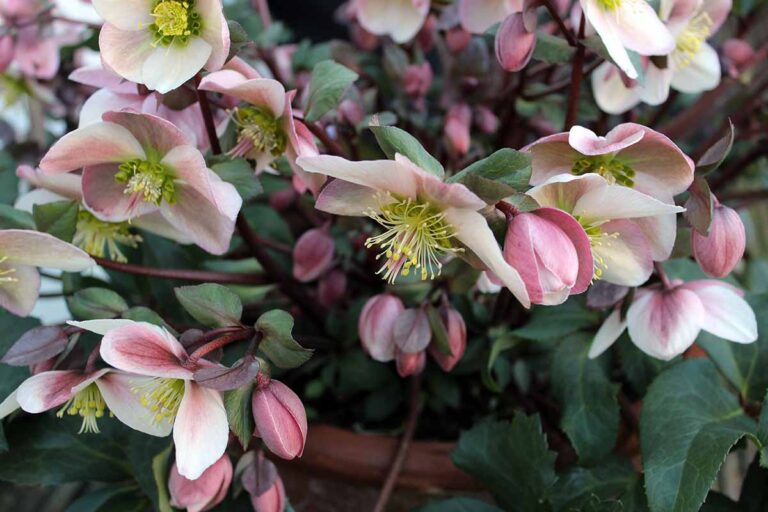 How to Grow Hellebores in Containers | Gardener’s Path