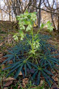 When and How to Prune Hellebores | Gardener’s Path