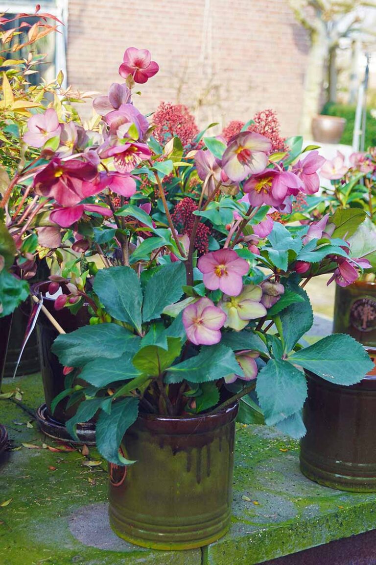 How to Grow Hellebores in Containers | Gardener’s Path