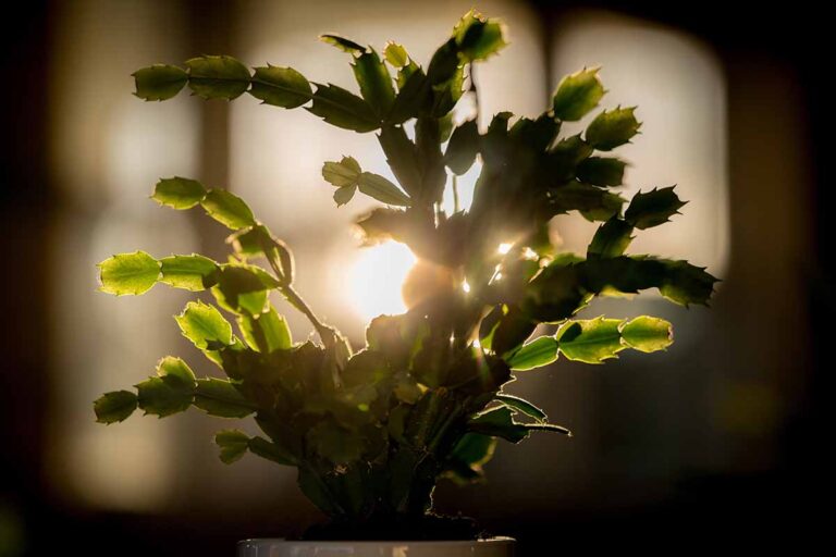 Amazing Christmas Cactus Not Blooming Photos