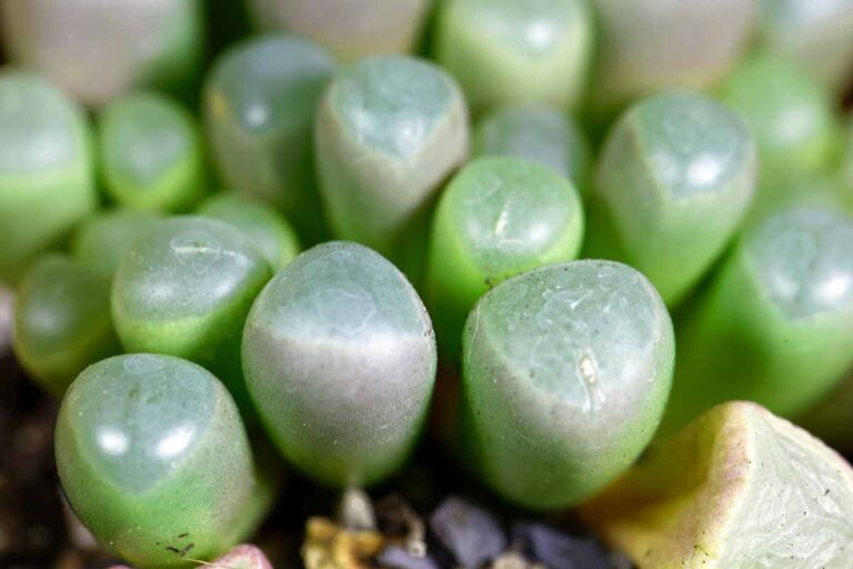 How to Grow and Care for Baby Toes Succulents | Gardener’s Path