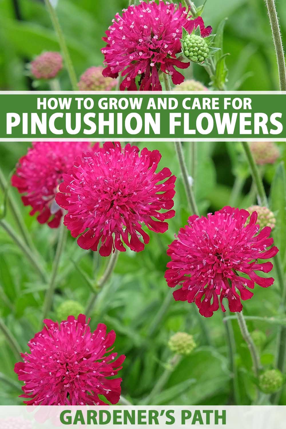 How to Grow Knautia Pincushion Flowers | Gardener’s Path
