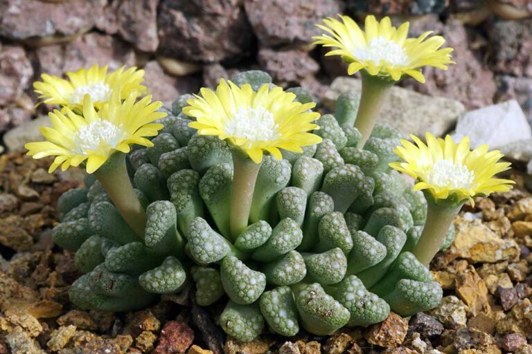 How to Grow and Care for Panda Plants Indoors | Gardener’s Path