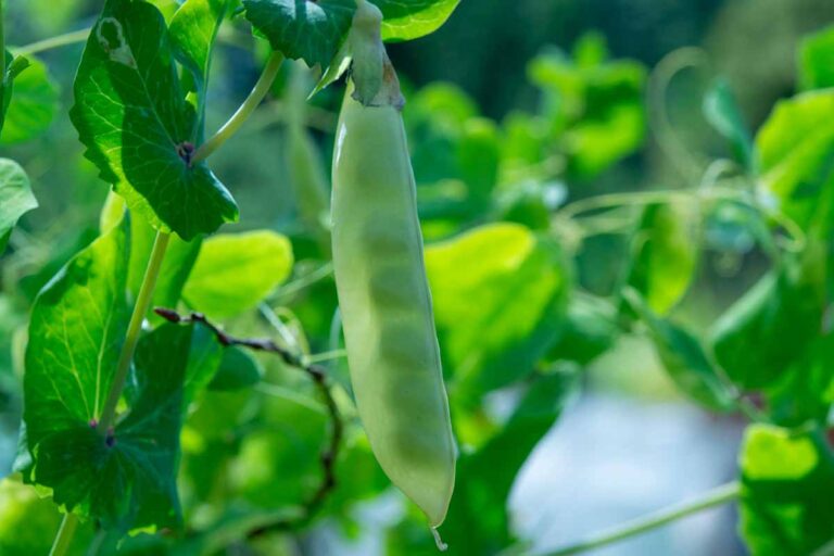 How to Plant and Grow ‘Wando’ Peas | Gardener’s Path