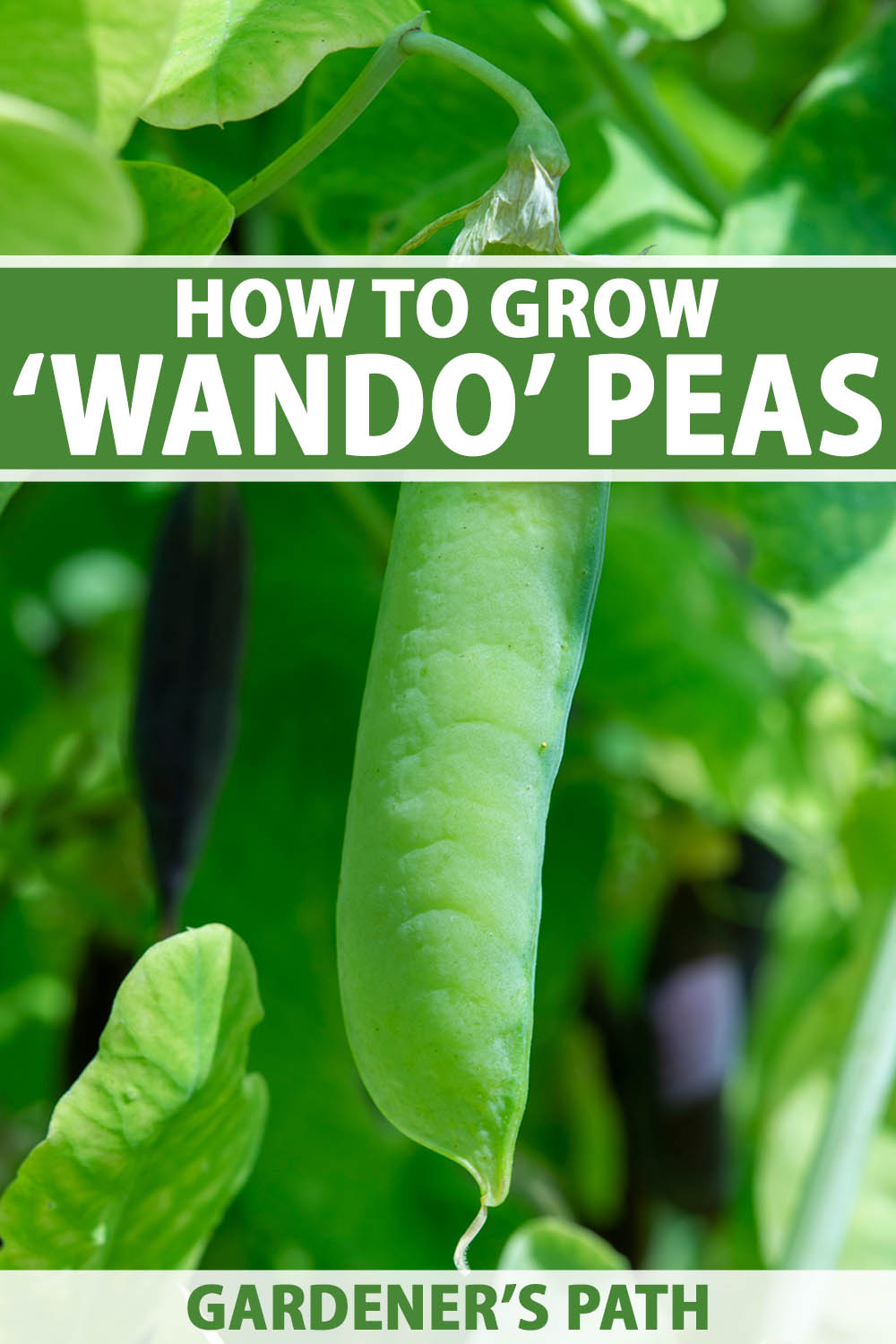 How to Plant and Grow ‘Wando’ Peas | Gardener’s Path