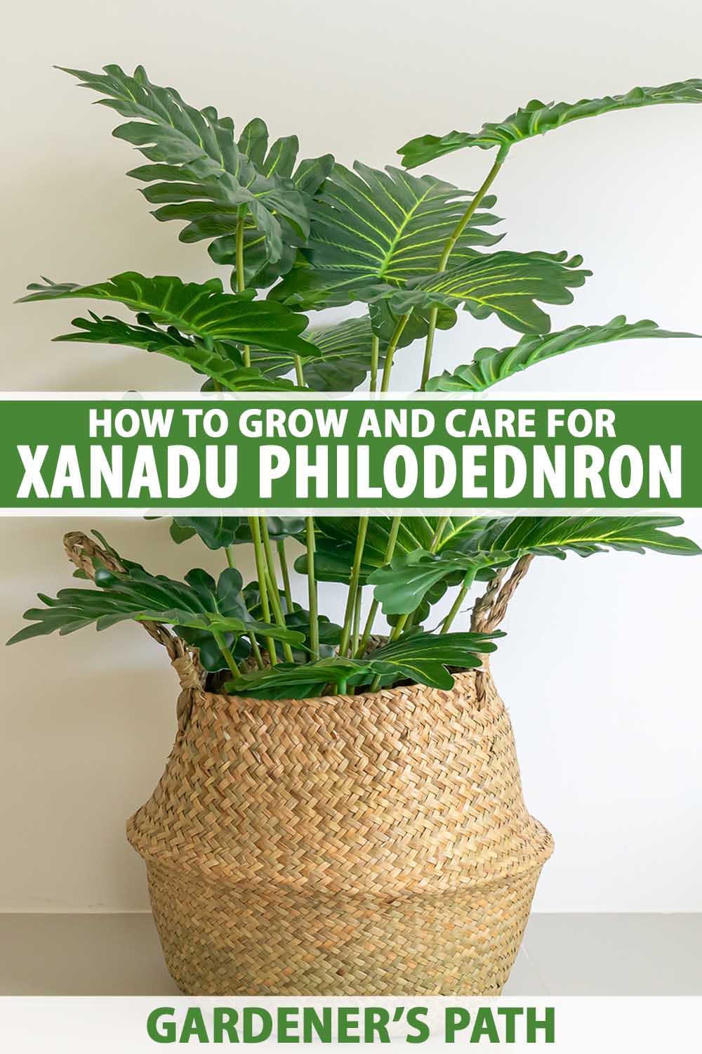 How to Grow and Care for Xanadu Philodendron | Gardener’s Path