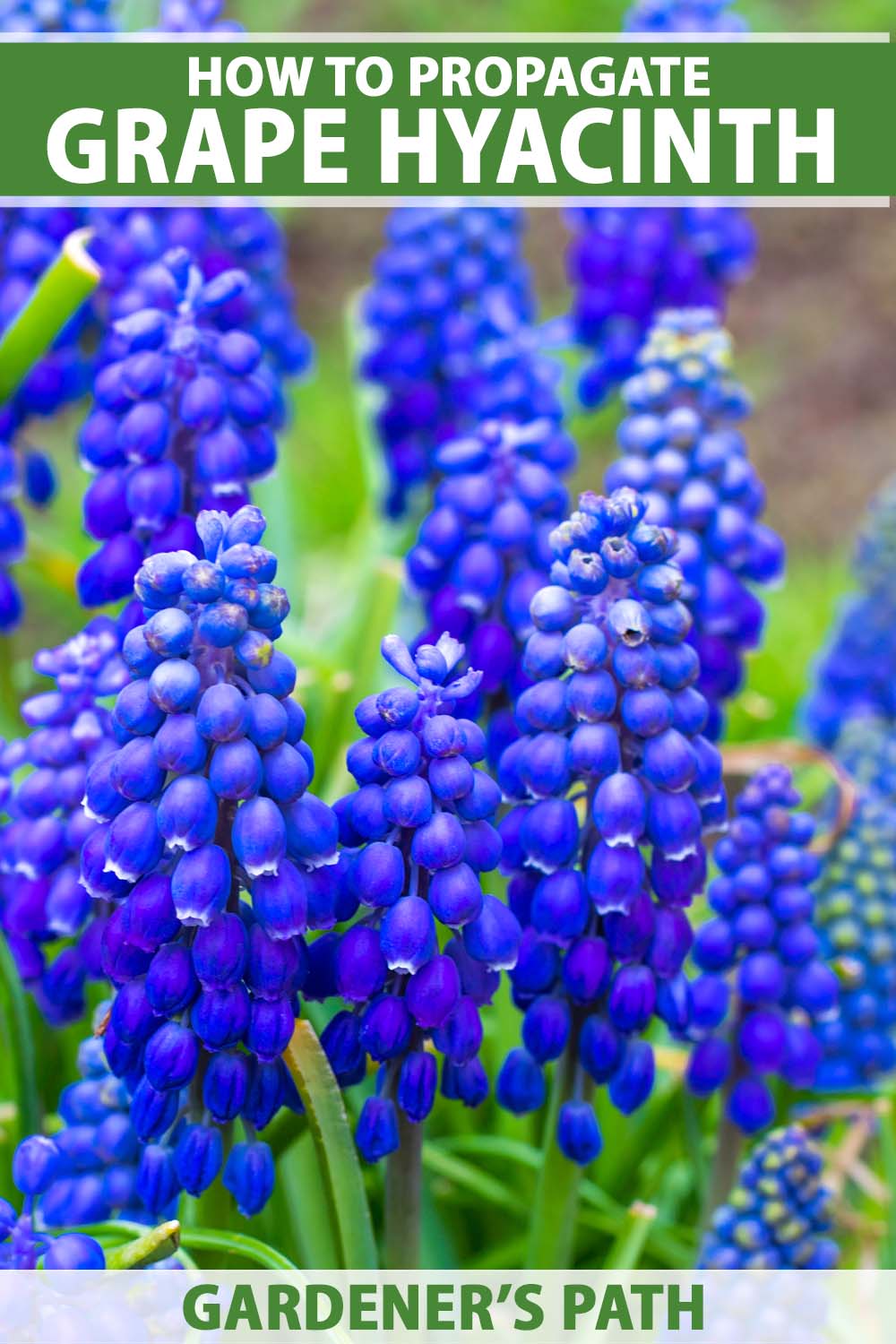 Grape Hyacinth Propagation for Bulbs and Seeds | Gardener’s Path