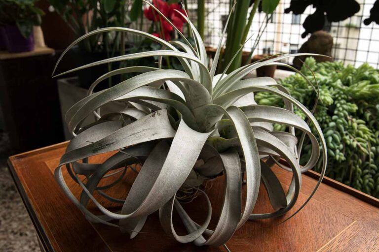 How to Grow Tillandsia Xerographica Air Plants | Gardener’s Path