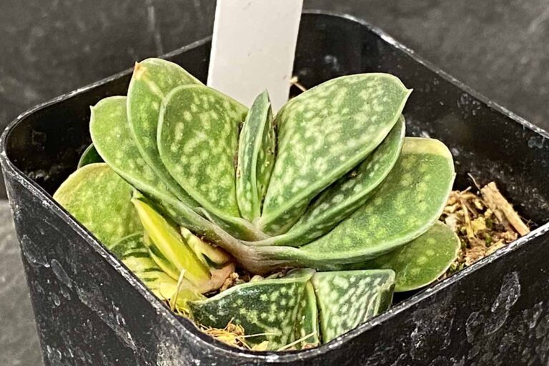 23 of the Best Types of Gasteria Succulents | Gardener’s Path