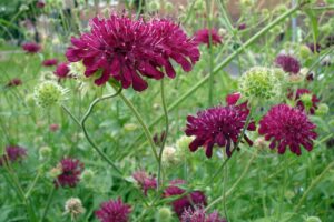 How to Grow Knautia Pincushion Flowers | Gardener’s Path