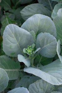 How to Grow Chinese Broccoli | Gardener’s Path