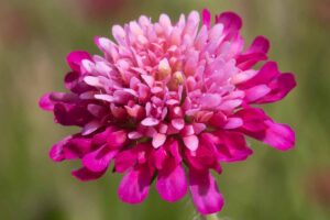 How to Grow Knautia Pincushion Flowers | Gardener’s Path