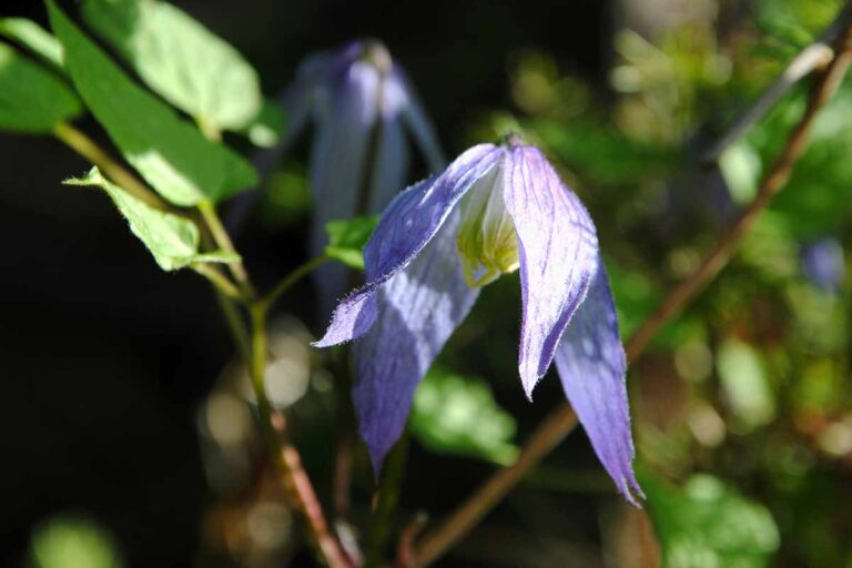21 of the Best Native Vines for Your Landscape | Gardener's Path