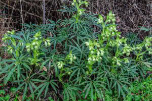 When and How to Prune Hellebores | Gardener’s Path