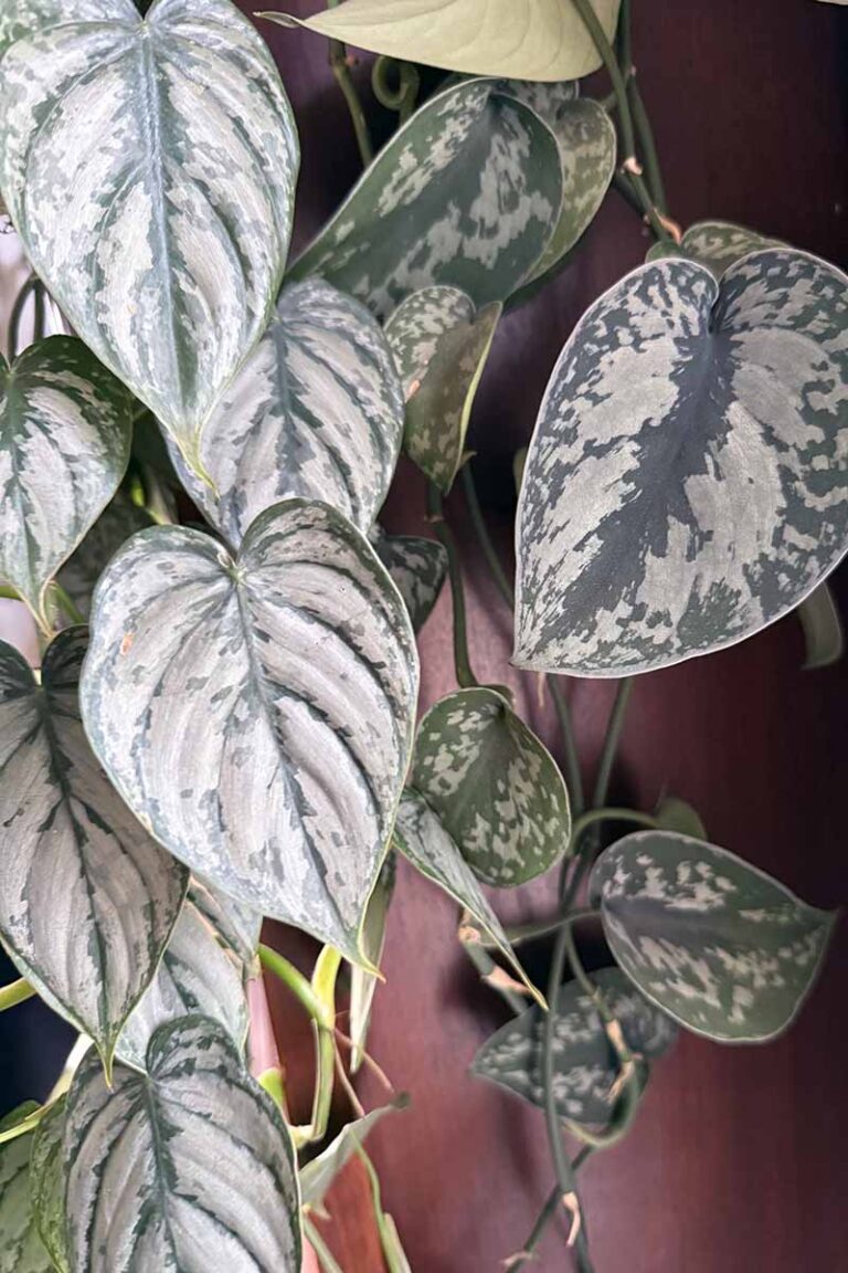 How to Grow Silver Leaf Philodendron (Brandi) | Gardener’s Path