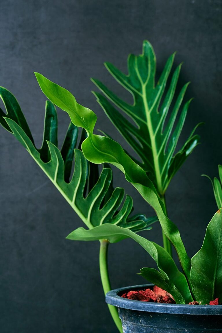 How to Grow and Care for Xanadu Philodendron | Gardener’s Path