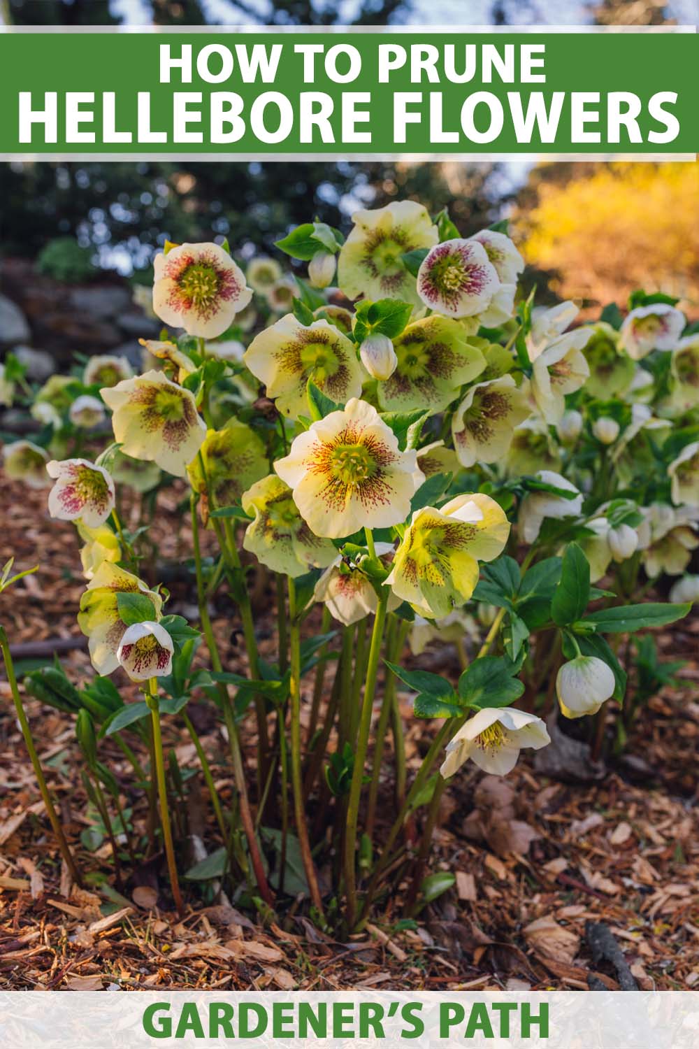 When and How to Prune Hellebores | Gardener’s Path