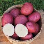 17 of the Best Red Potato Varieties to Grow at Home