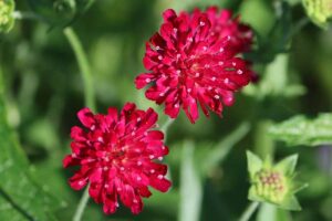 How to Grow Knautia Pincushion Flowers | Gardener’s Path