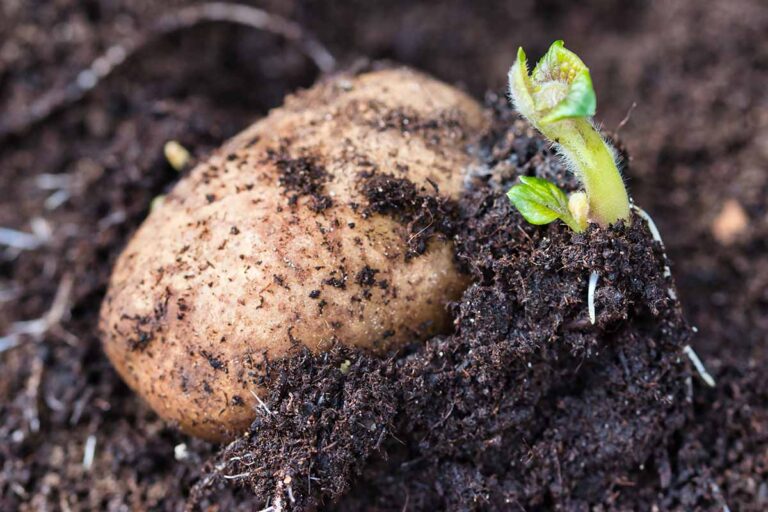 19 of the Best White Potato Varieties to Grow at Home
