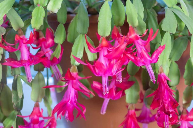 Why Is My Christmas Cactus Not Blooming