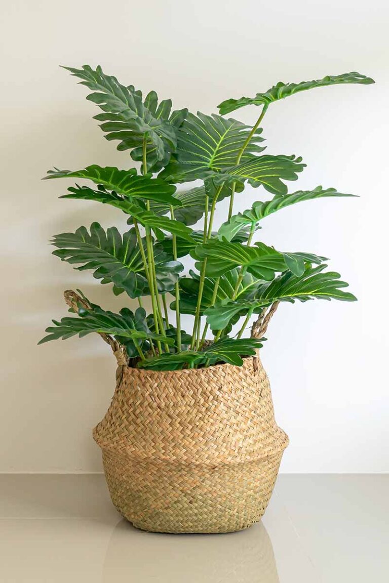 How to Grow and Care for Xanadu Philodendron | Gardener’s Path