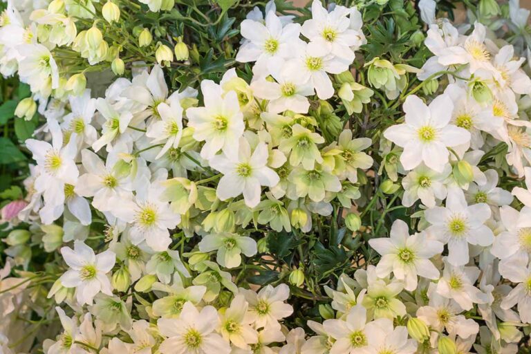 13 of the Best Spring-Flowering Clematis Varieties