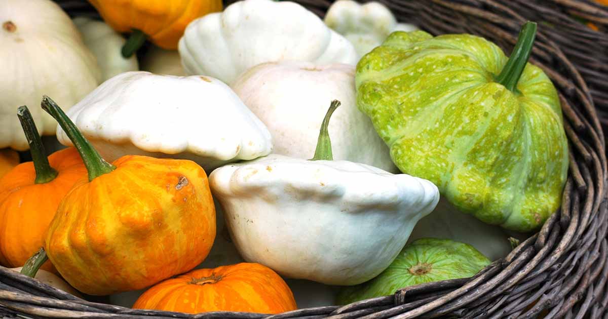 13 of the Best Varieties of Patty Pan (Scallop) Squash
