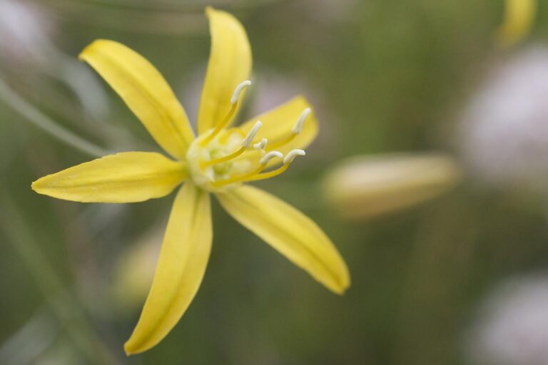 How to Grow and Care for Goldenstar (Bloomeria)