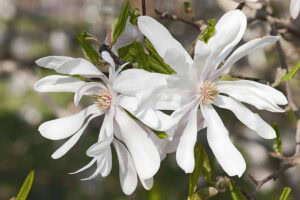 Tips for Growing Star Magnolias | Gardener’s Path