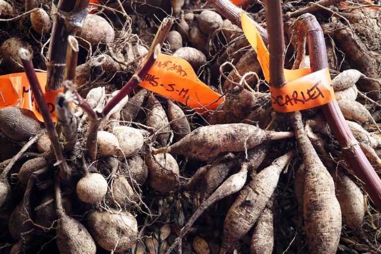 Bulbs, Corms, Tubers, and Rhizomes: What’s the Difference?