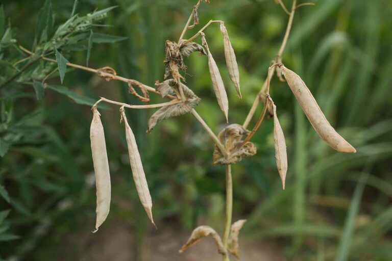 When and How to Harvest Garden Peas | Gardener’s Path