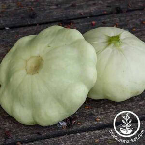 13 of the Best Varieties of Patty Pan (Scallop) Squash