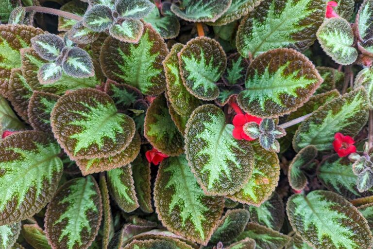 How to Grow and Care for Flame Violets | Gardener’s Path
