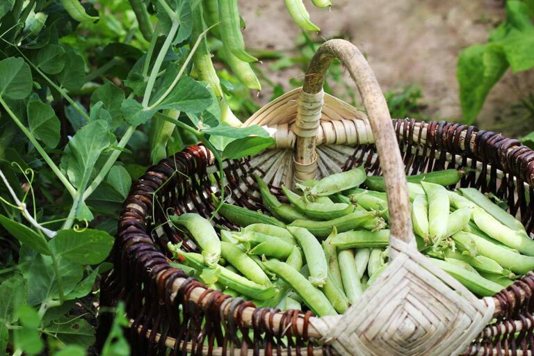 When and How to Harvest Garden Peas | Gardener’s Path